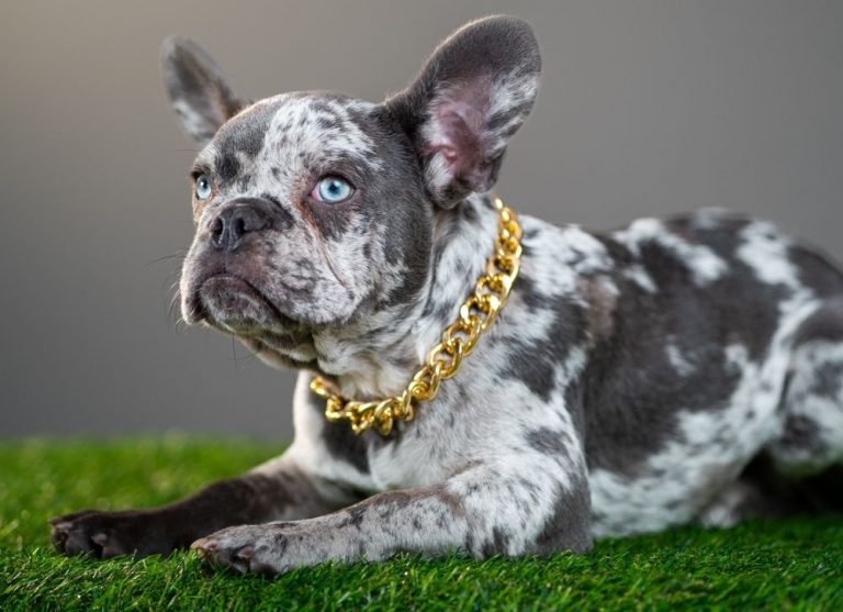 Origen del Bulldog Francés: Historia, Evolución y Curiosidades